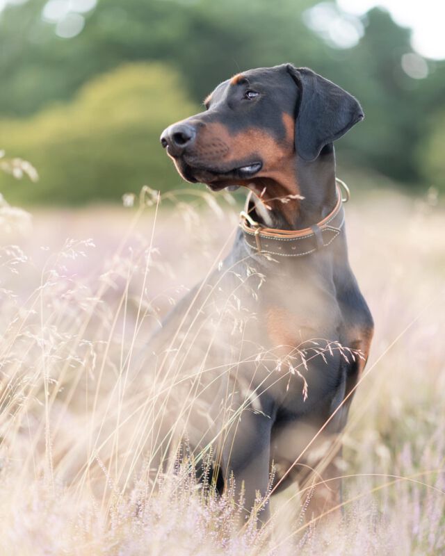 (Huis)Dieren Fotografie - Dennis Wachtel Fotografie